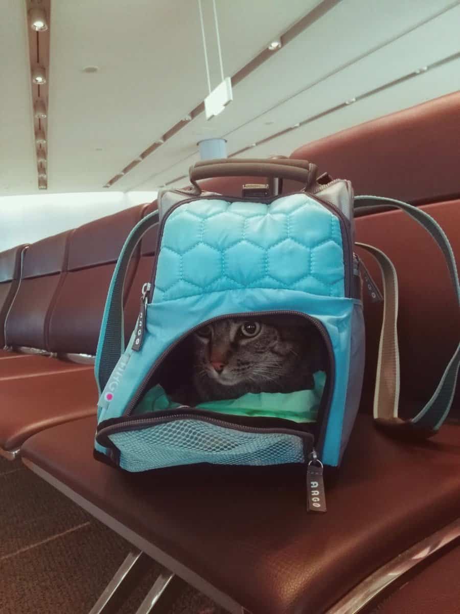 How To Bring My Cat To Thailand: Import Permit & Other Info